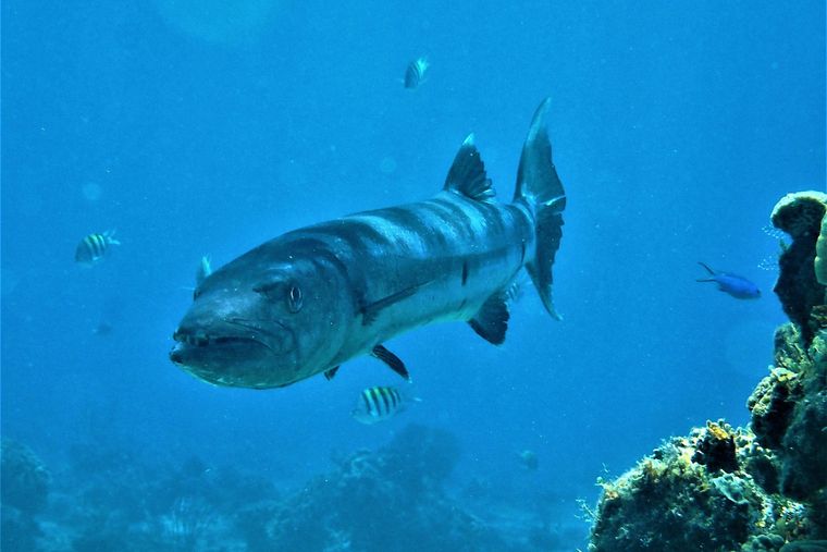 Barracuda | Árbol ABC