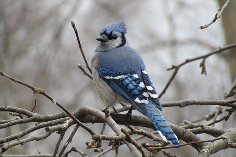 Arrendajo azul | Árbol ABC