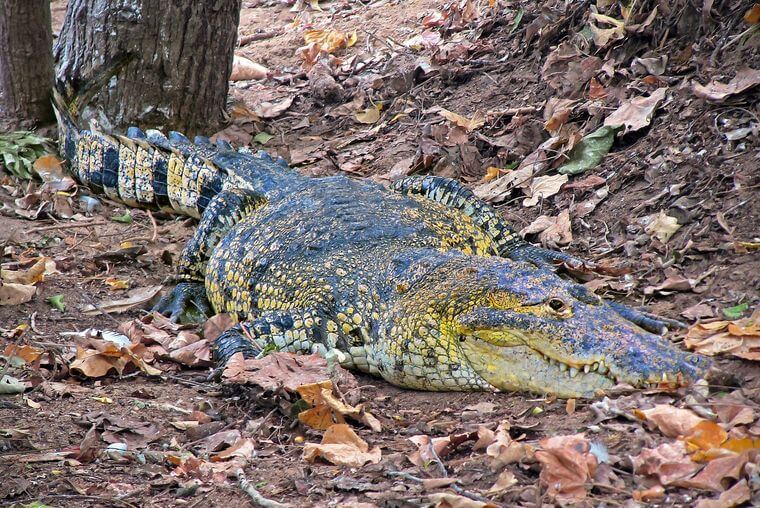 Caimán | Árbol ABC
