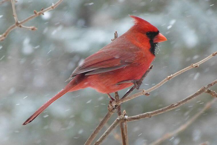 Cardenal norteño | Árbol ABC