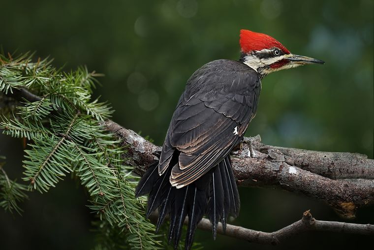 Pájaro carpintero | Árbol ABC